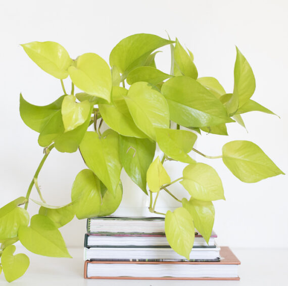 Potus Neon Grande - Tienda Taiquen