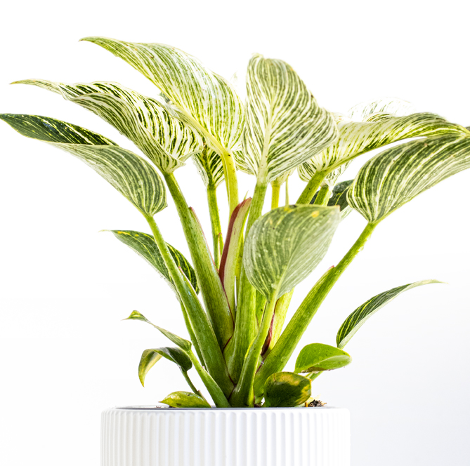 filodendro birkin planta zebra