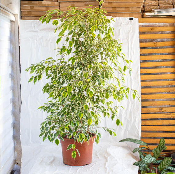 Ficus Allí