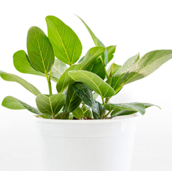 Ficus Audrey - Tienda Taiquen